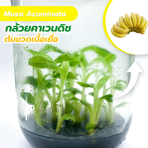 Musa acuminata (Cavendish banana) | THAI TISSUE