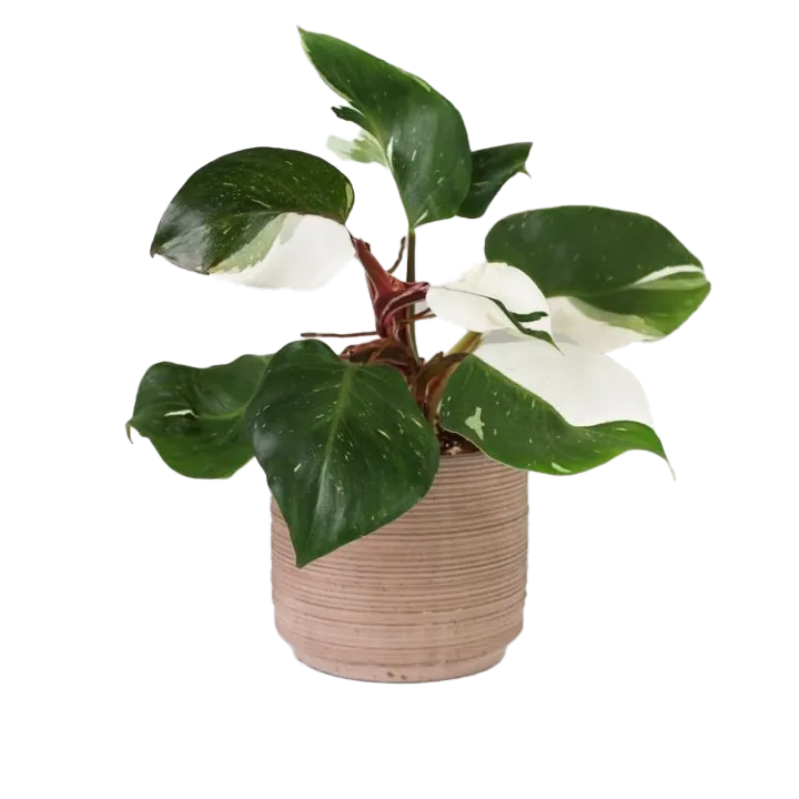 Philodendron White Knight | THAI TISSUE