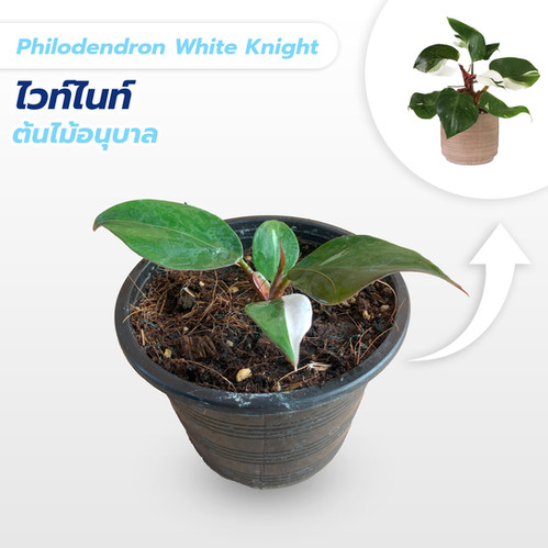 Philodendron White Knight | THAI TISSUE