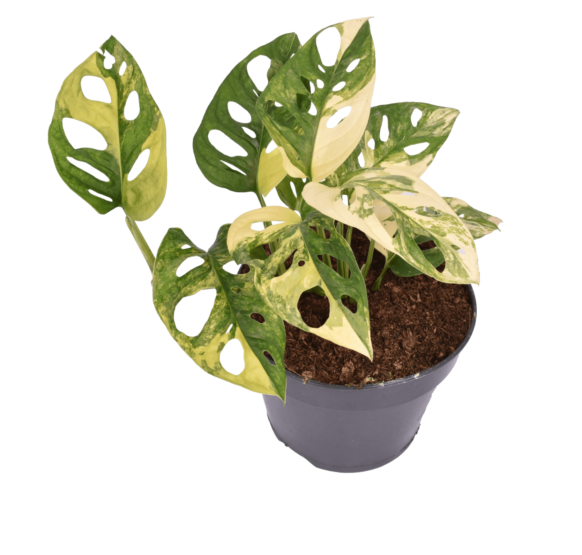 Monstera adansonii Giant | THAI TISSUE