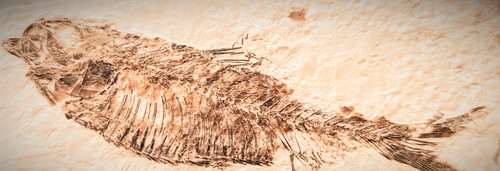 All Products | Lovely Leaverite