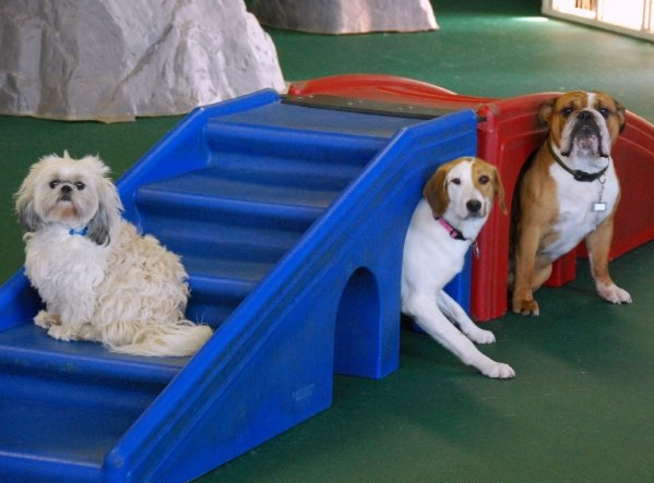 Dog Gone Smart | Day Care