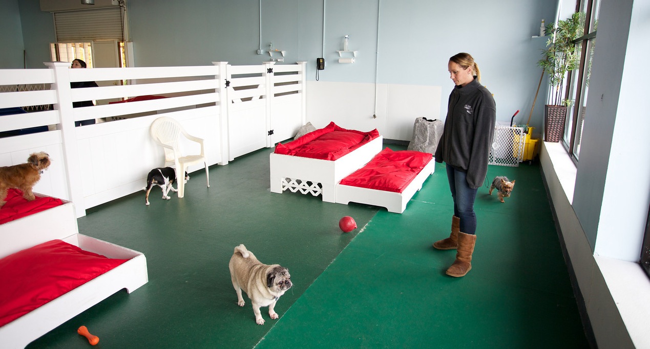 Dog Gone Smart | Day Care