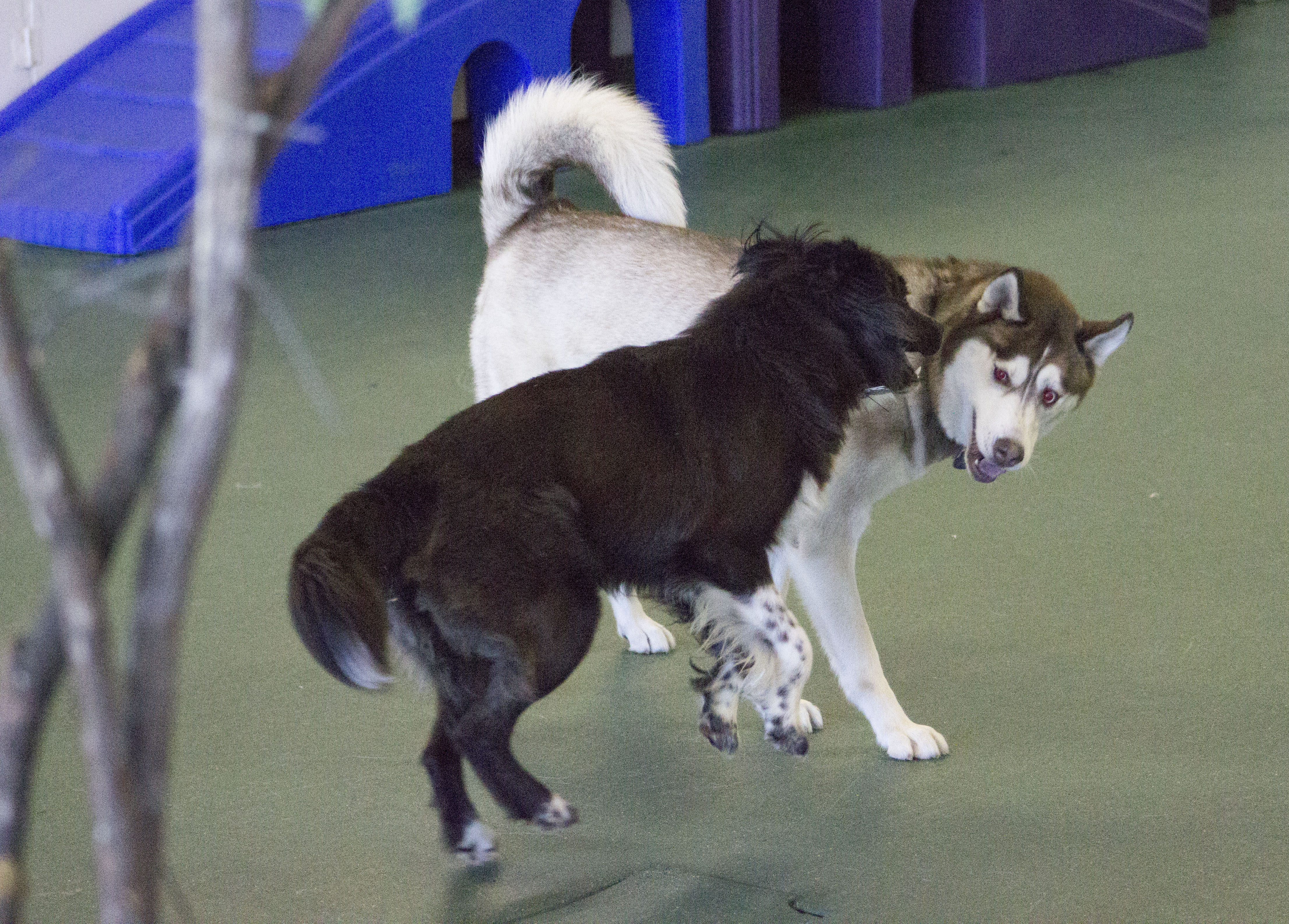 Dog Gone Smart | Day Care