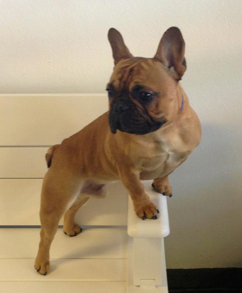 Dog Gone Smart | Day Care