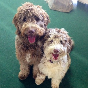 Dog Gone Smart | Day Care