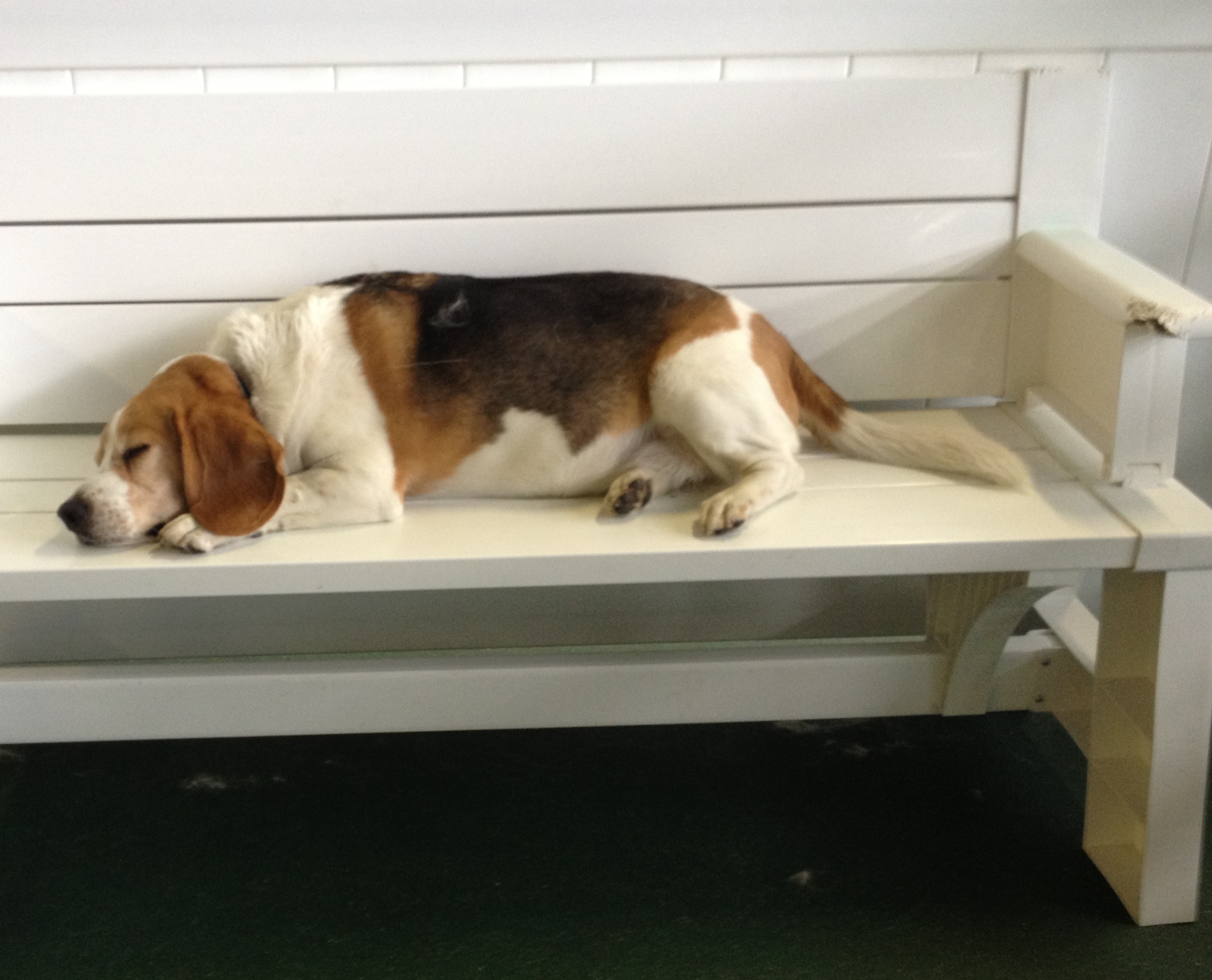 Dog Gone Smart | Boarding