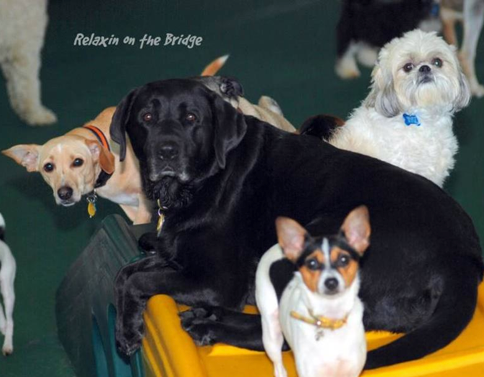 Dog Gone Smart | Day Care