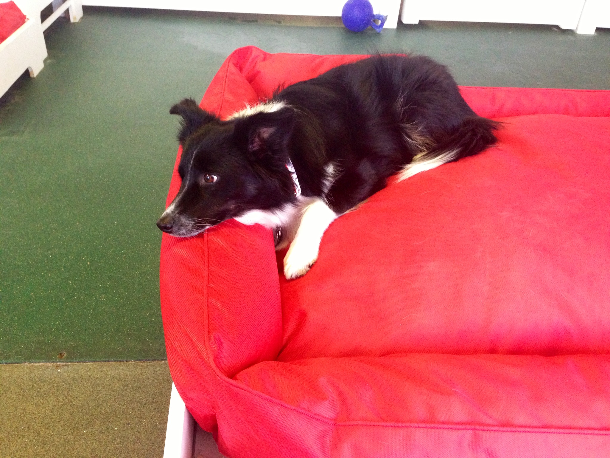 Dog Gone Smart | Boarding