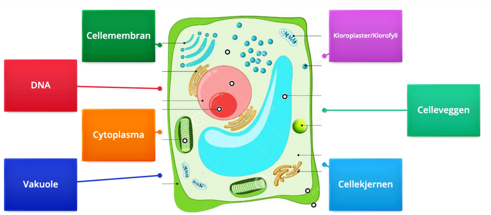 Deler av en plantecelle