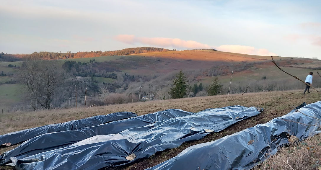 Vers de compost "eisenia" direct ferme d'élevage
