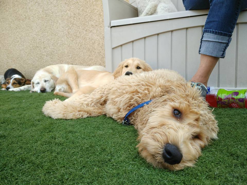 Pictures Dogs day out pictures-dogs-day-out