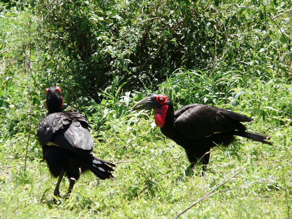 Le parc du lac Manyara en Tanzanie