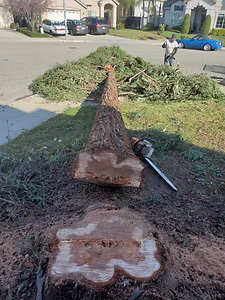 Tree Removal | Ag Tree Services | Fresno