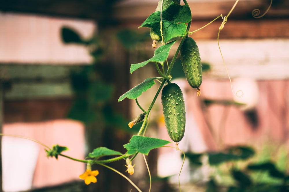 Everything You Need to Know About Growing Cucumbers in Containers