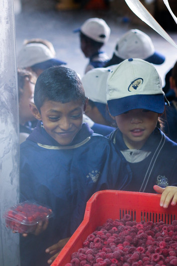 Schools | The Field Berry Farm