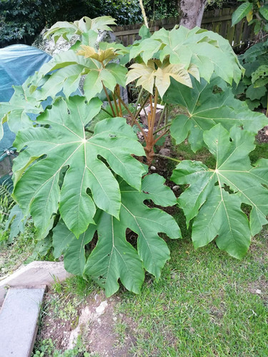 Tetrapanax papyrifer | Exotic Earth Plants