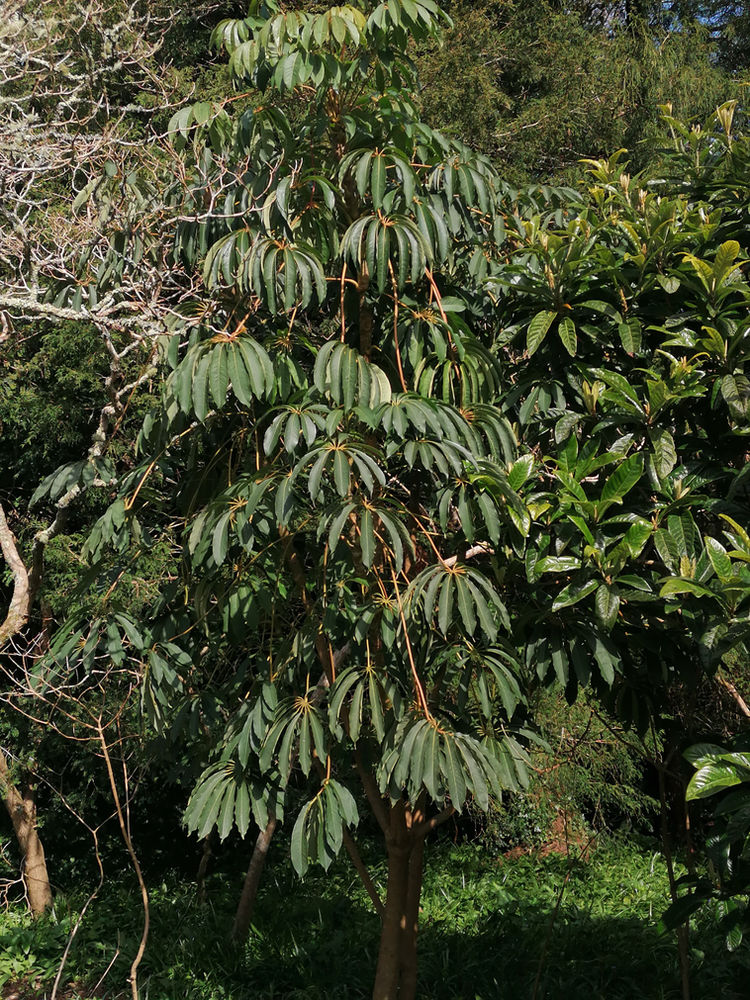 Schefflera: Are they hardy?