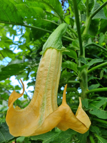 Brugmansia 'Imogen's Angel' | Exotic Earth Plants