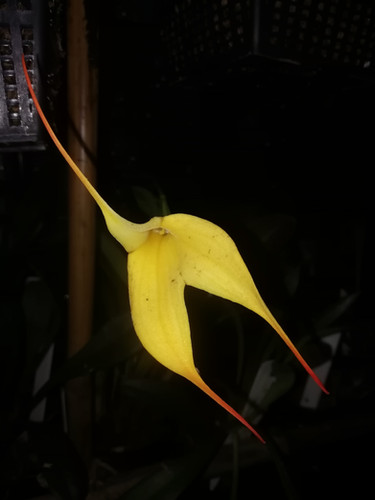 Masdevallia 'Lemon Yellow' (Peru 3000m) | Exotic Earth Plants