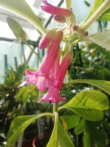 Iochroma cyaneum 'Pink Princess' | Exotic Earth Plants