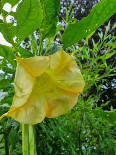 Brugmansia 'Imogen's Angel' | Exotic Earth Plants