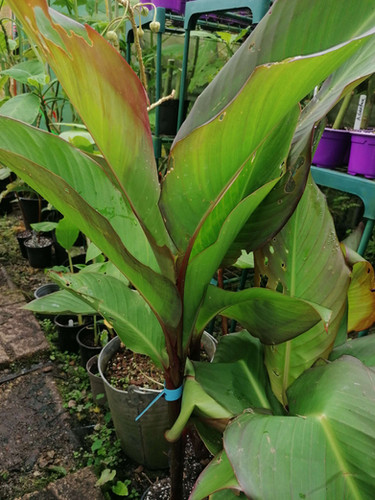 Canna musifolia (tuber) | Exotic Earth Plants