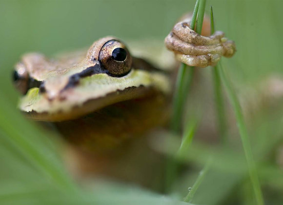 Midwestern Chorus Tree Frog Tadpoles Qty. 10 | Cali Koi