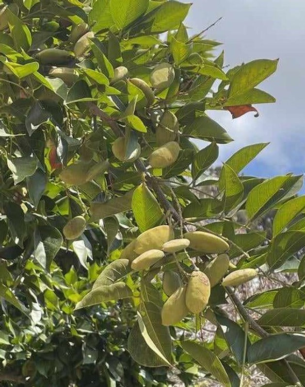 The first Pongamia SCP harvest is coming in just a few months