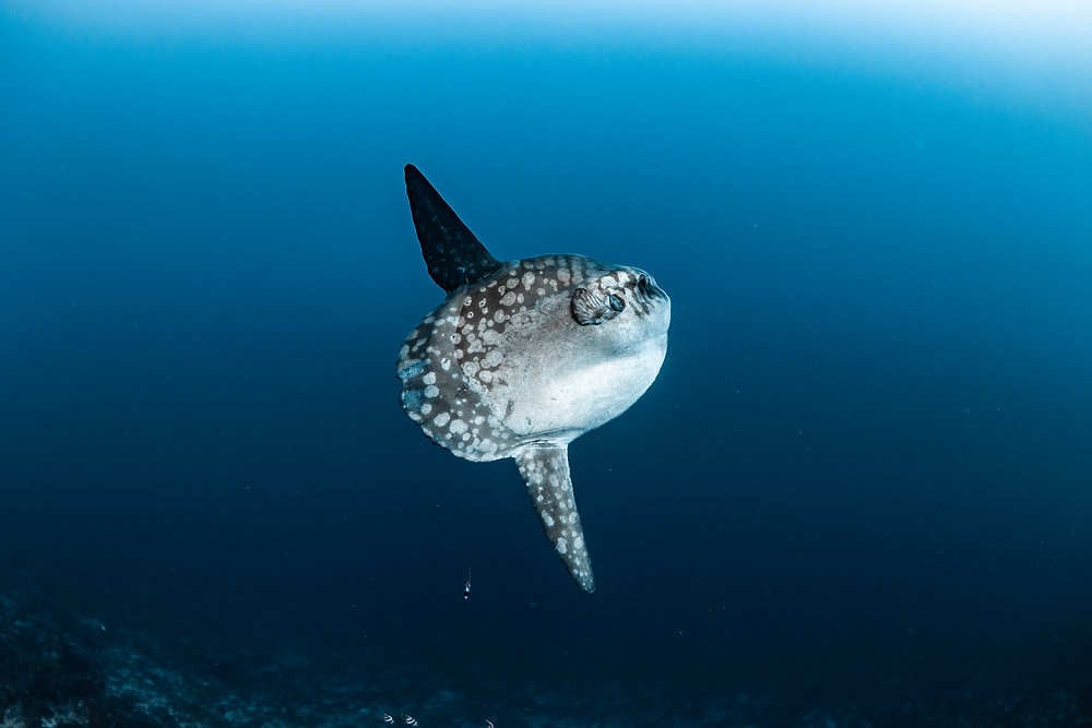 HUNTING FOR MOLA