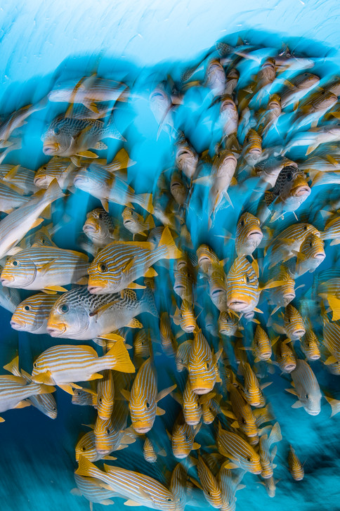 Underwater Photography | Brooke Pyke Photography