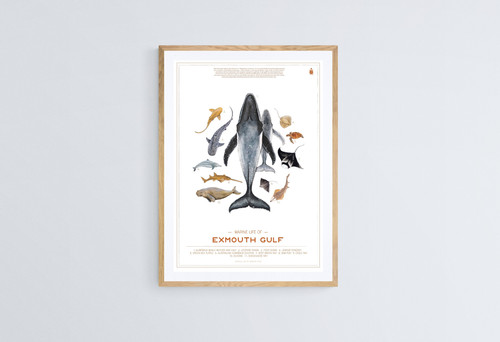 Marine Life of Exmouth Gulf Poster | Brooke Pyke Photos
