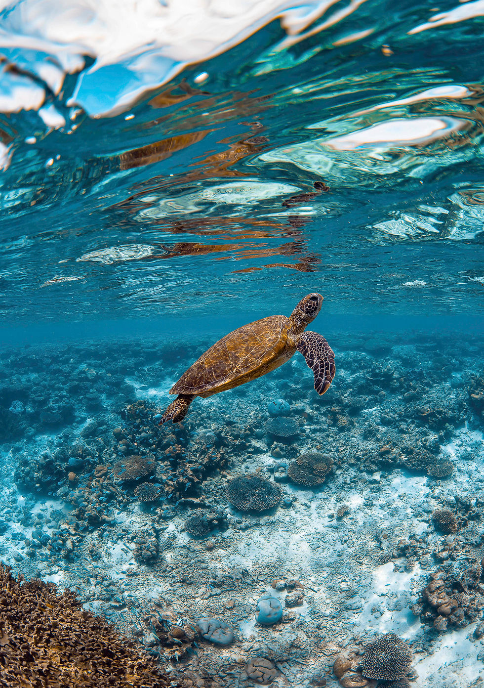Ningaloo Photography Prints | Brooke Pyke Photography