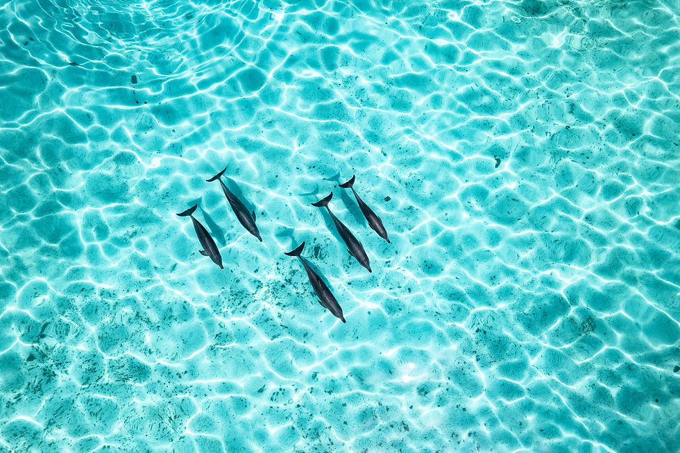 Ningaloo Photography Prints | Brooke Pyke Photography