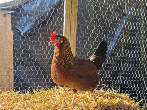 Partridge Leghorn | Pen Y Bryn Poultry