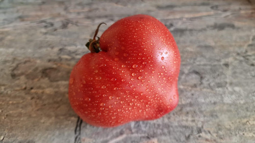 3211 - Teton de Venus Beatrix / Сосок Венеры Беатрикс | Tomatoeden