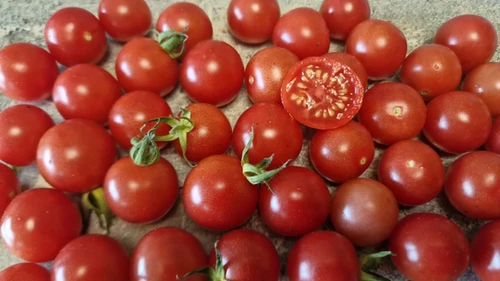 4608 - Wildtomate Annettes Wilde rosa / Роза Аннетт Уайльд | Tomatoeden