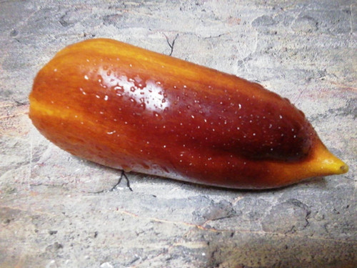 П 171 - Purple Studge Gold / Фиолетовый золотой гвоздик | Tomatoeden