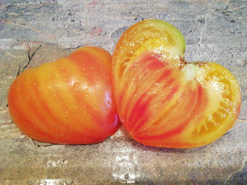 4115 - Orange mango / Апельсиновое Манго | Tomatoeden