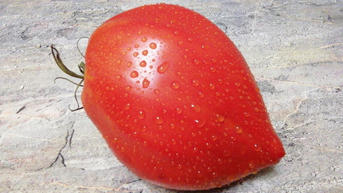 2840- Cuore Antico di Aqui Terme / Древнее сердце Акви Терме | Tomatoeden