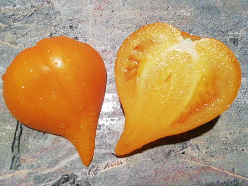 3528 - zailiyskiy Alatau Yellow / Заилийский Алатау Жёлтый | Tomatoeden