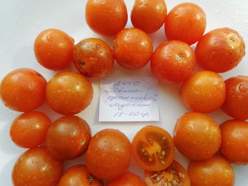 2440 - DARK ORANGE MUSCAT / ТЁМНО ОРАНЖЕВЫЙ МУСКАТ | Tomatoeden