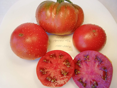 2953- Jarson 18/2 / Ярсон 18/2 | Tomatoeden