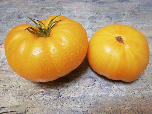 1373- Jumbo Jim Orange / Джамбо Джим | Tomatoeden