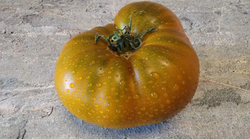 4459 - Green Rhapsody / Зелёная рапсодия | Tomatoeden