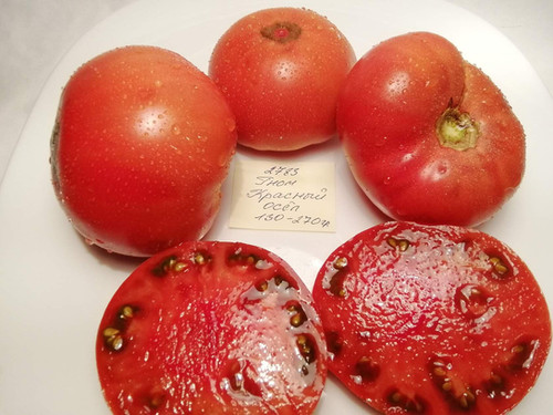 2783- Jackass red dwarf / Гном Красный осёл | Tomatoeden