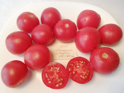 709- Lydia's Riddle / Загадка Лидии | Tomatoeden