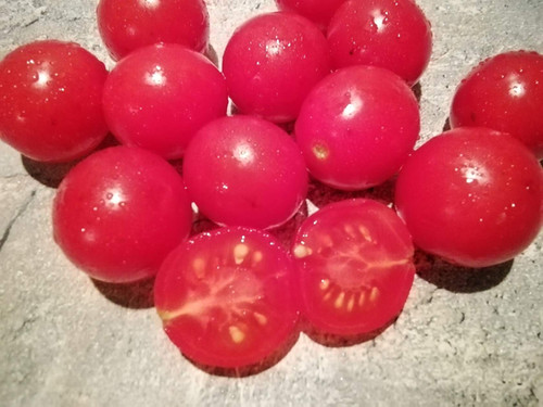 2053 - Micro Tom / Микро Том | Tomatoeden