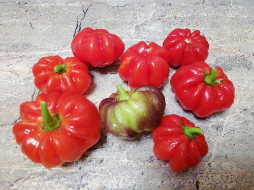 П 183 - Aji Cachuchua Purple Splotch / Аджи Качуачю фиолетовый | Tomatoeden