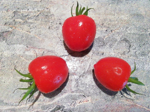 4064 - Strabena F6 / Страбена | Tomatoeden